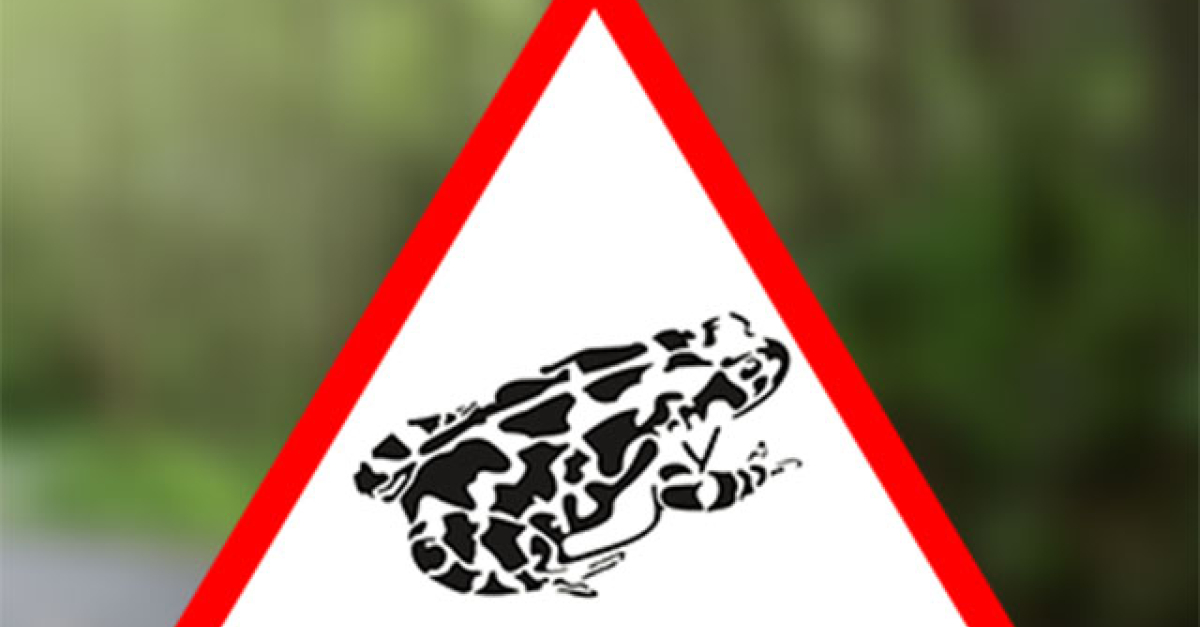 Toad ladders cleared ready for March migration | VolkerHighways